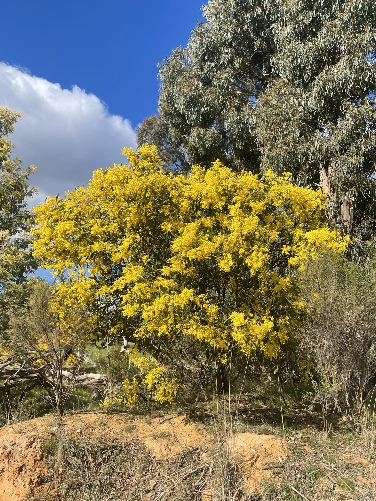 Plant Selector – – A plant selection tool for the Mount Alexander region