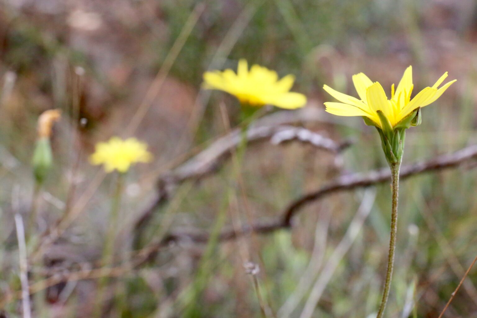 Yam Daisy – Plant Selector