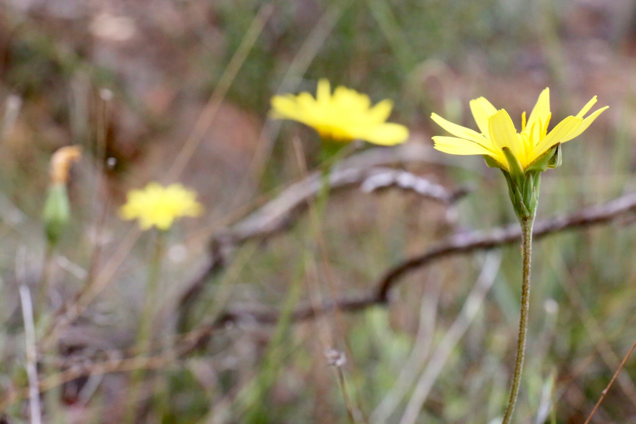 Yam Daisy – Plant Selector