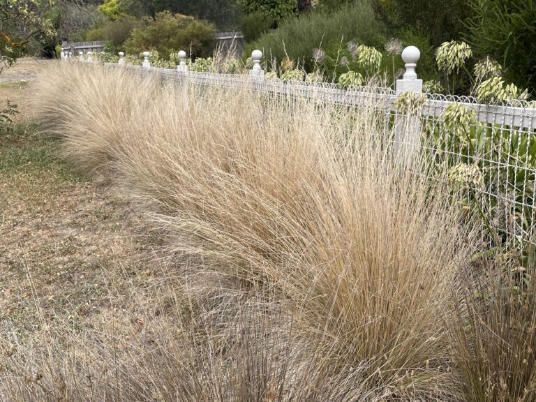 Common Tussock-grass – Plant Selector